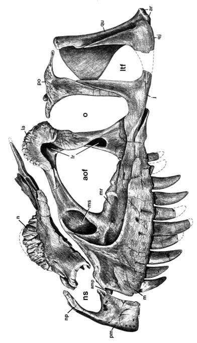 Fichier:Ceratosaurus magnicornis.jpg — Paleowiki