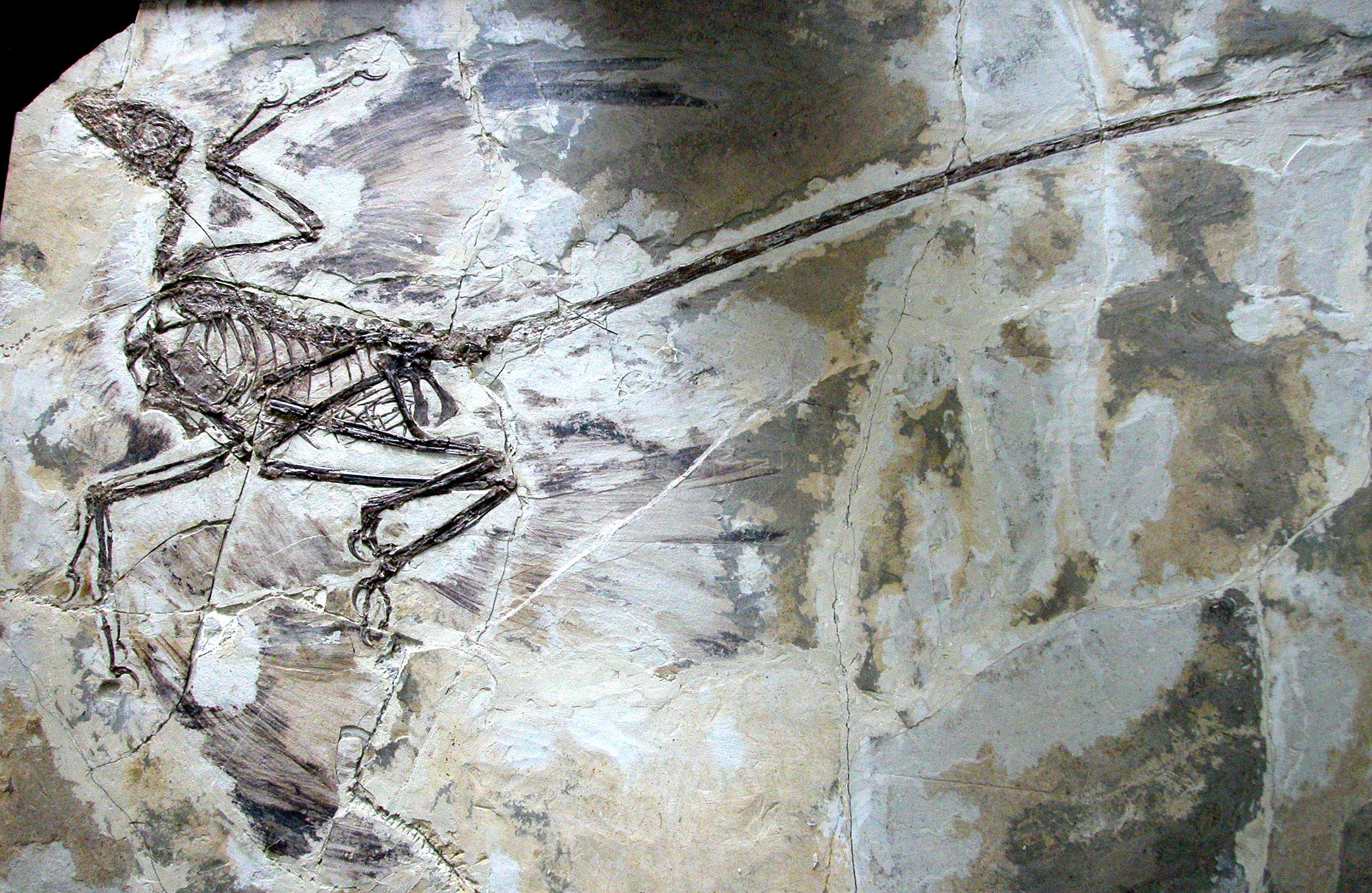 Fichier:Microraptor skel 1.jpg — Paleowiki