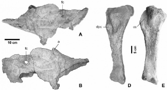 Atsinganosaurus — Paleowiki