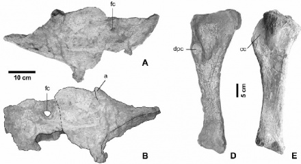 Atsinganosaurus — Paleowiki