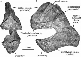 Latirhinus — Paleowiki