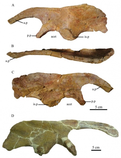 Rhabdodon — Paleowiki