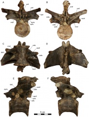 Dahalokely — Paleowiki