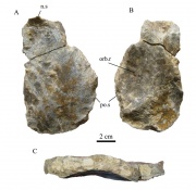 Rhabdodon — Paleowiki