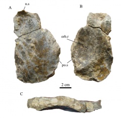 Rhabdodon — Paleowiki