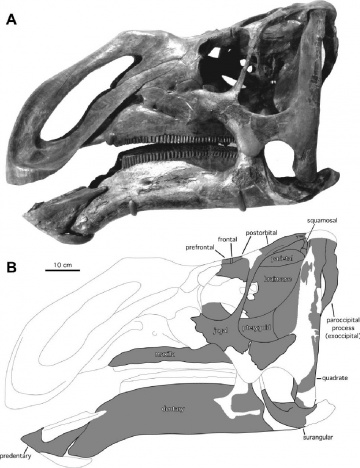 Kritosaurus — Paleowiki