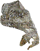 Abydosaurus — Paleowiki