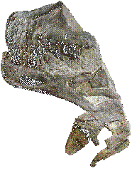 Abydosaurus — Paleowiki