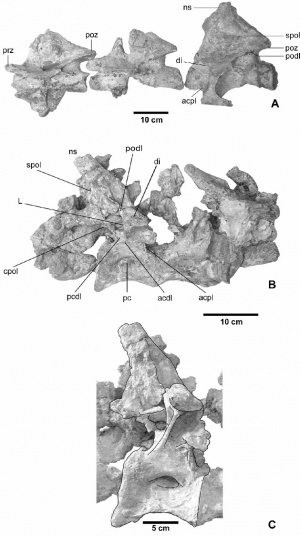 Atsinganosaurus — Paleowiki