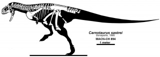 Fichier:Carnotaurus 9.jpg — Paleowiki