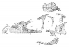 Zuolong — Paleowiki