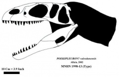 Dubreuillosaurus — Paleowiki