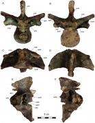 Dahalokely — Paleowiki