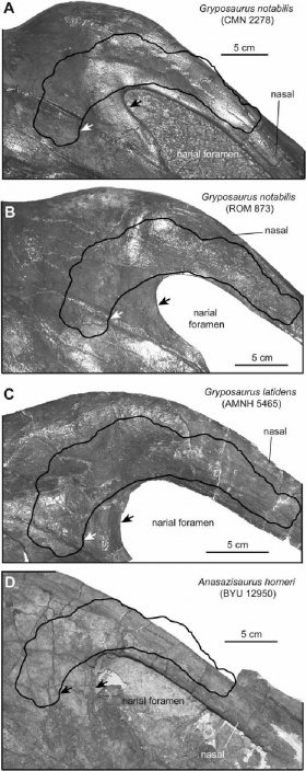 Latirhinus — Paleowiki