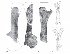Jainosaurus — Paleowiki
