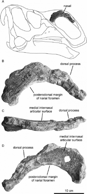 Latirhinus — Paleowiki
