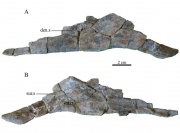 Rhabdodon — Paleowiki