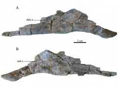 Rhabdodon — Paleowiki