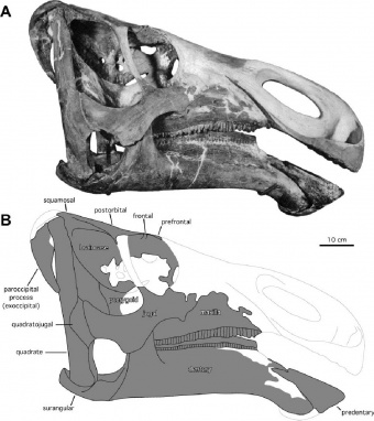 Kritosaurus — Paleowiki