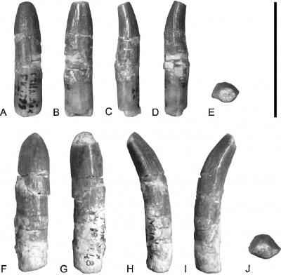 Atsinganosaurus — Paleowiki