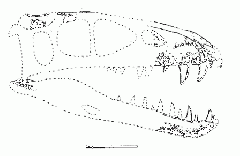 Aublysodon — Paleowiki