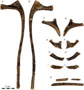 Dahalokely — Paleowiki