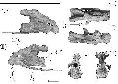Erketu — Paleowiki