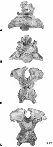 Vahiny — Paleowiki