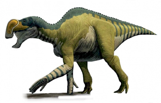 Latirhinus — Paleowiki