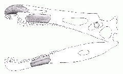 Cristatusaurus — Paleowiki