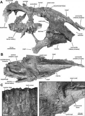 Kritosaurus — Paleowiki