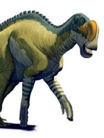 Latirhinus — Paleowiki