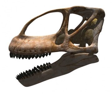 Turiasaurus — Paleowiki