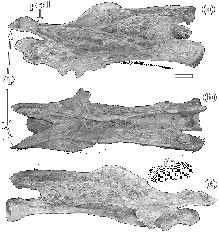 Erketu — Paleowiki