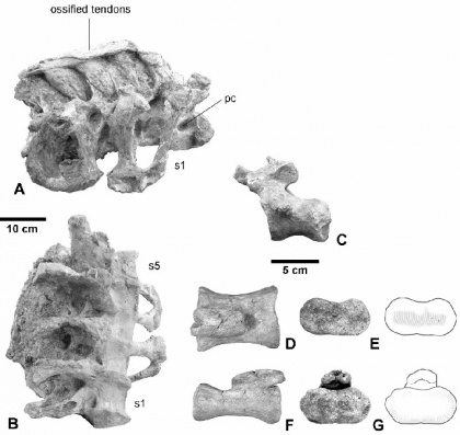 Atsinganosaurus — Paleowiki