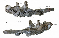 Rhabdodon — Paleowiki